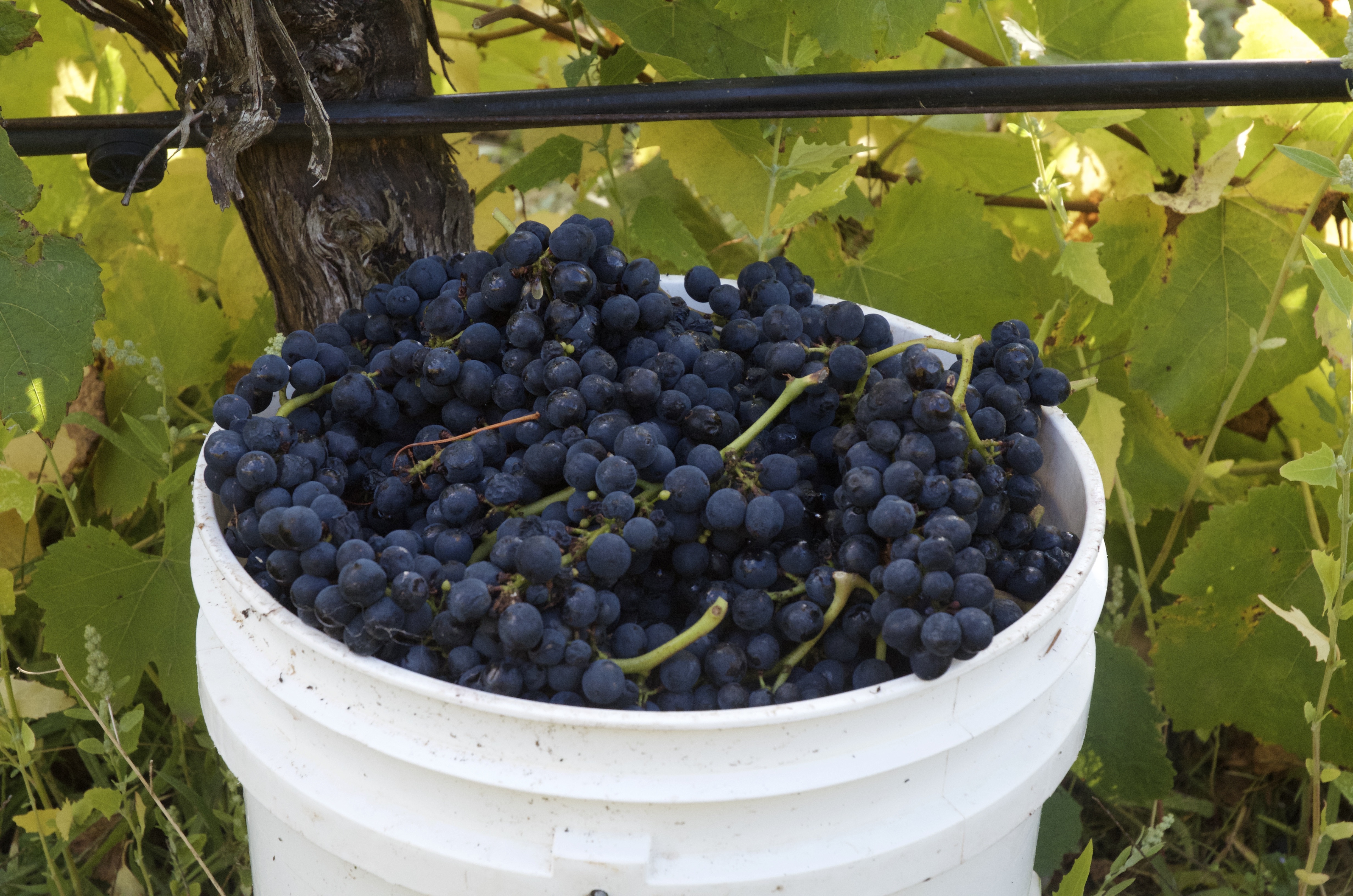 Australia's Best Gamay - Young Gun of Wine