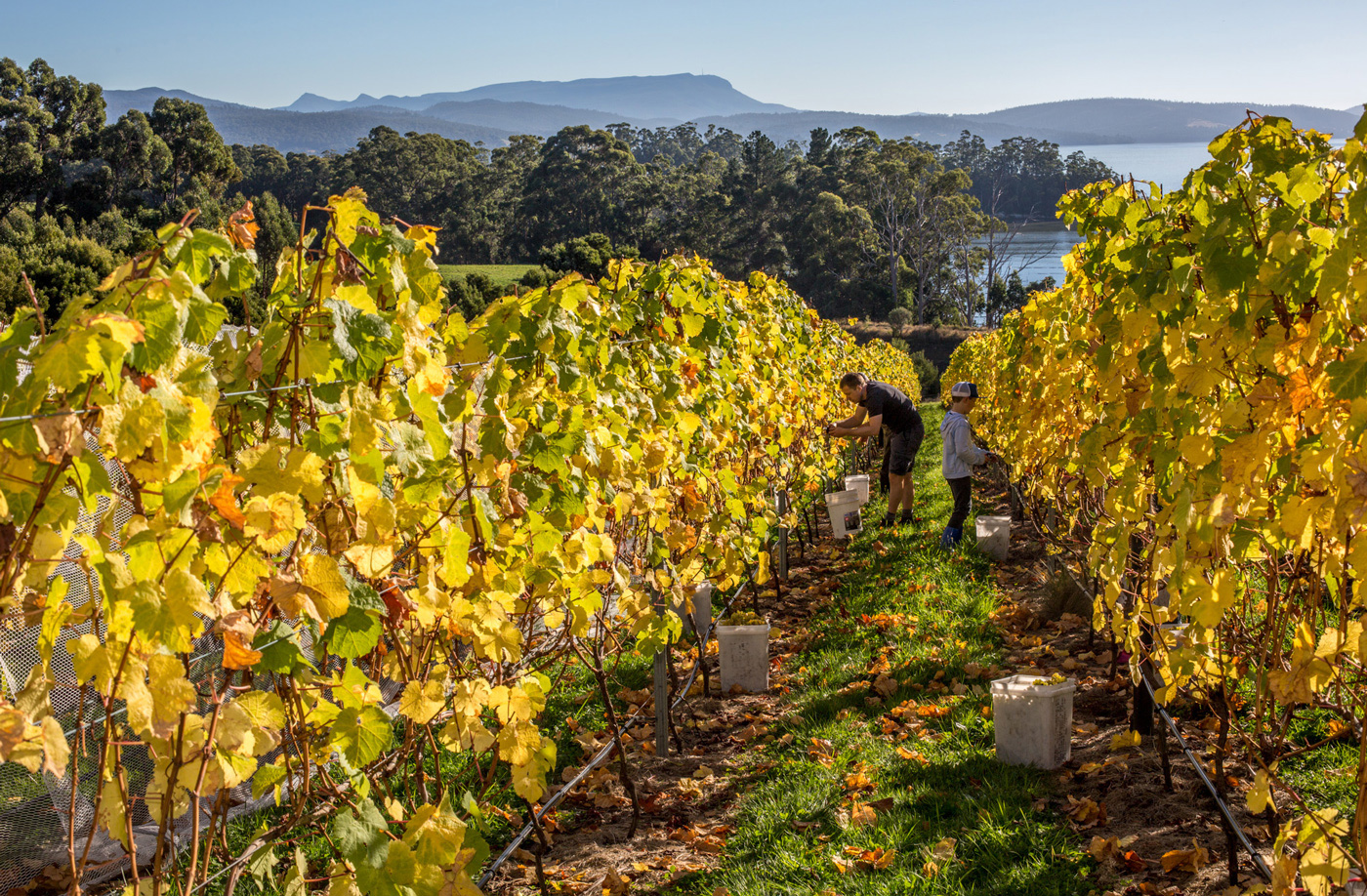 Mewstone Vineyard, Tasmania - Young Gun of Wine