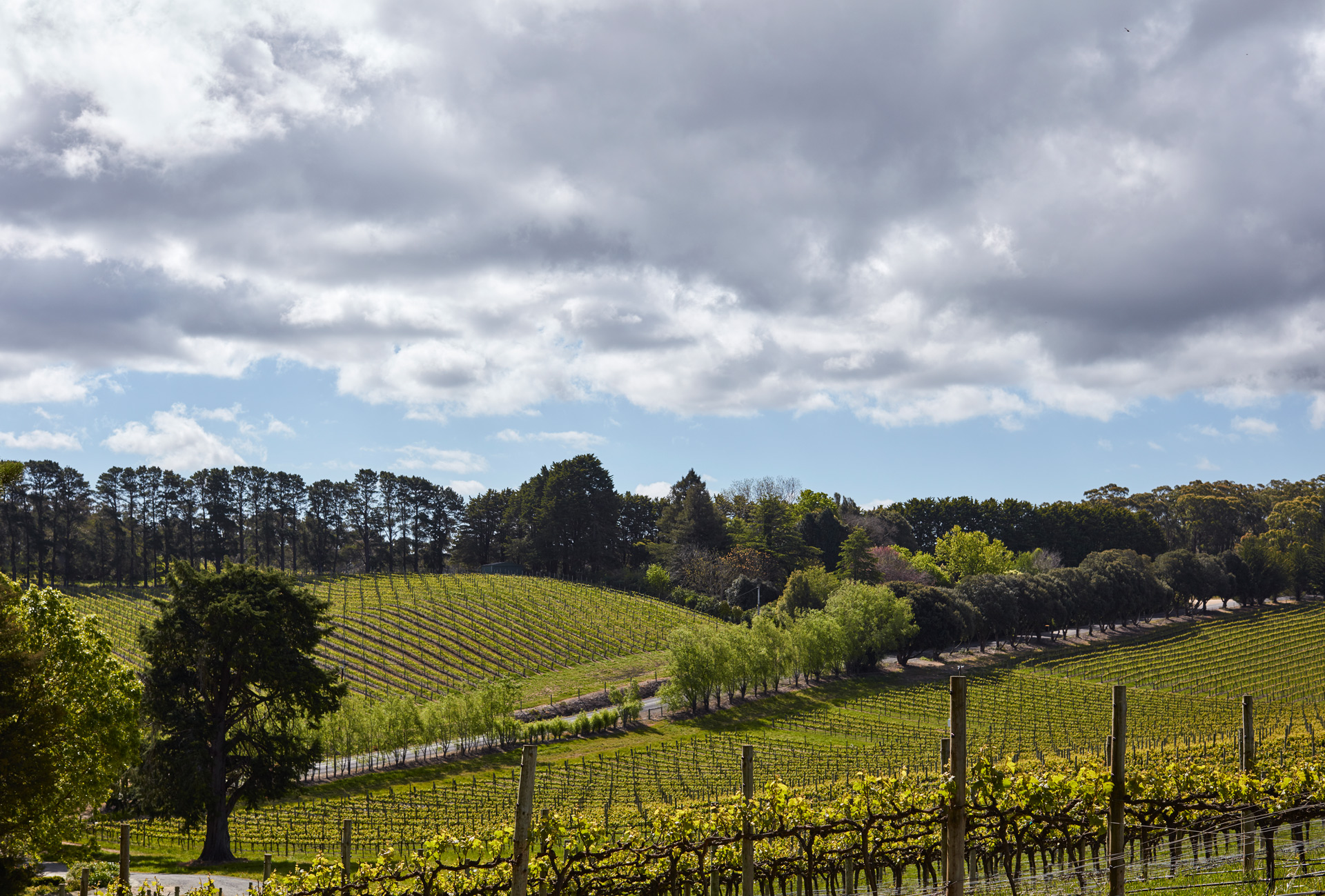 Shaw & Smith – Lenswood, Lenswood - Young Gun of Wine