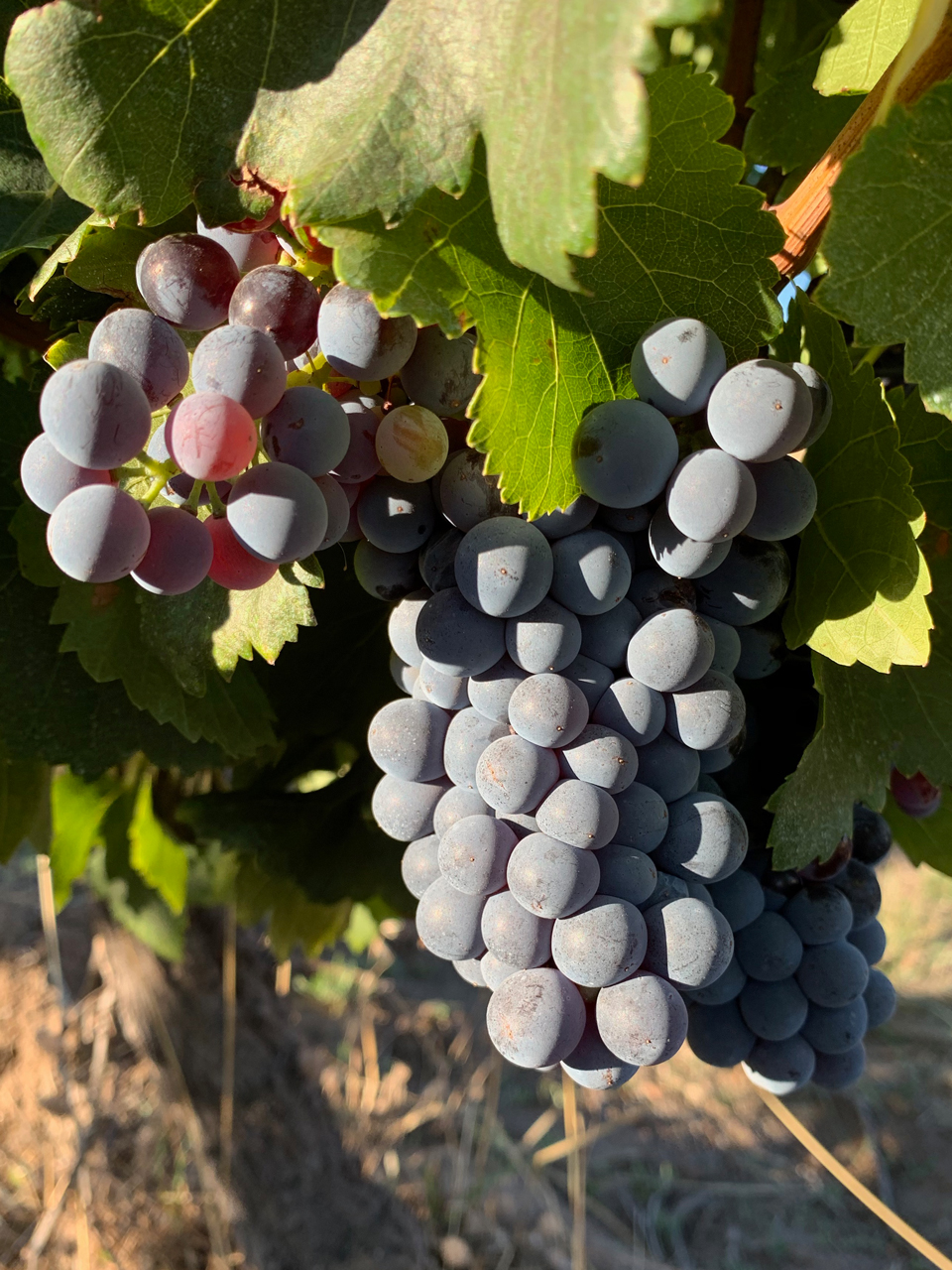 Grenache: what it tastes like, the best winemakers, and more