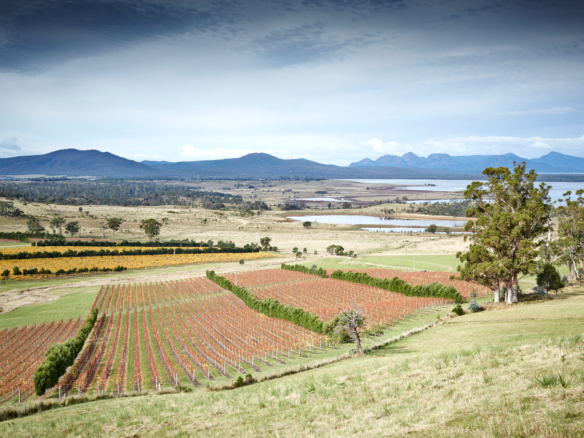 Devil’s Corner, East Coast - Young Gun of Wine