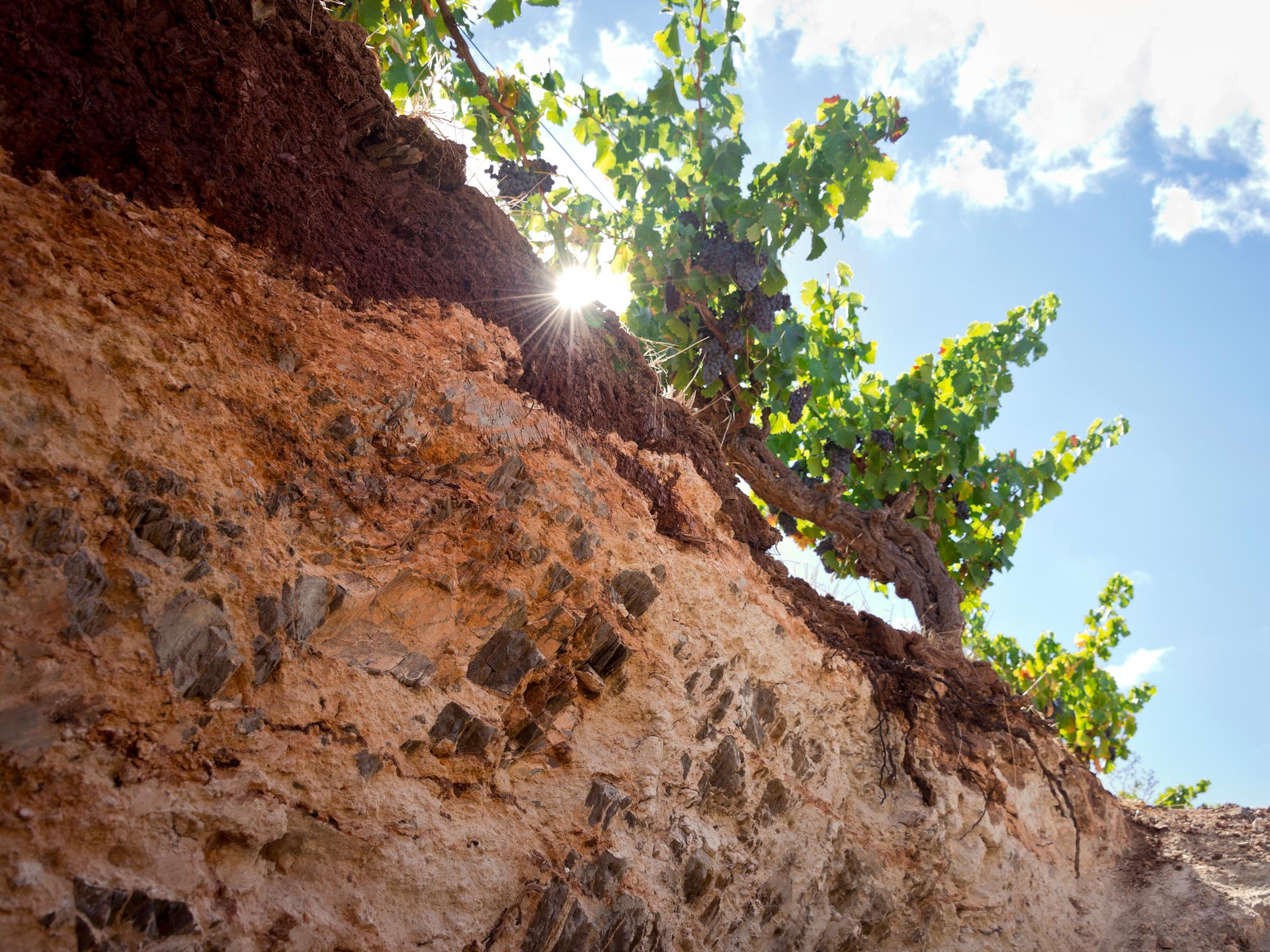 Barossa and Eden Valleys’ Geography, Soils & Climate - Young Gun of Wine