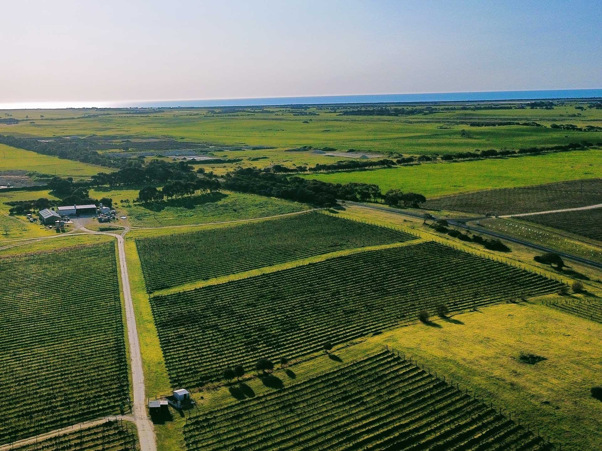 Cape Jaffa Vineyard, Mount Benson - Young Gun of Wine