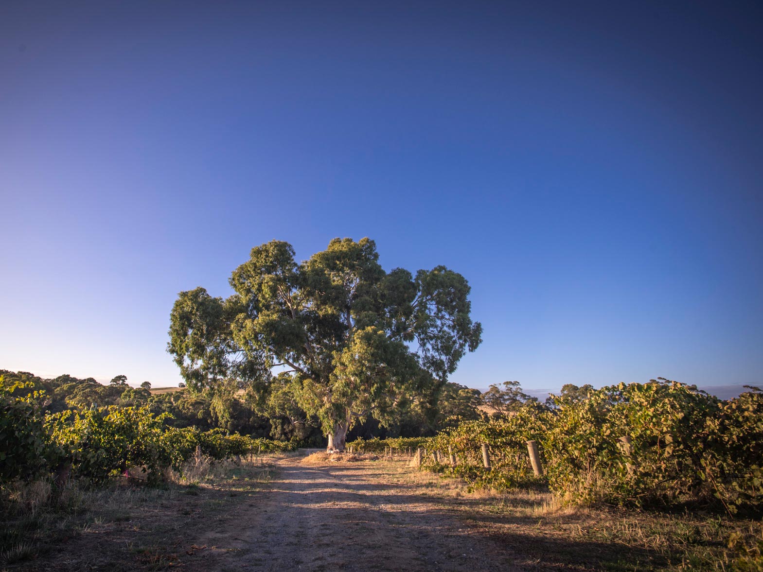 Koomilya Vineyard, McLaren Vale - Young Gun of Wine