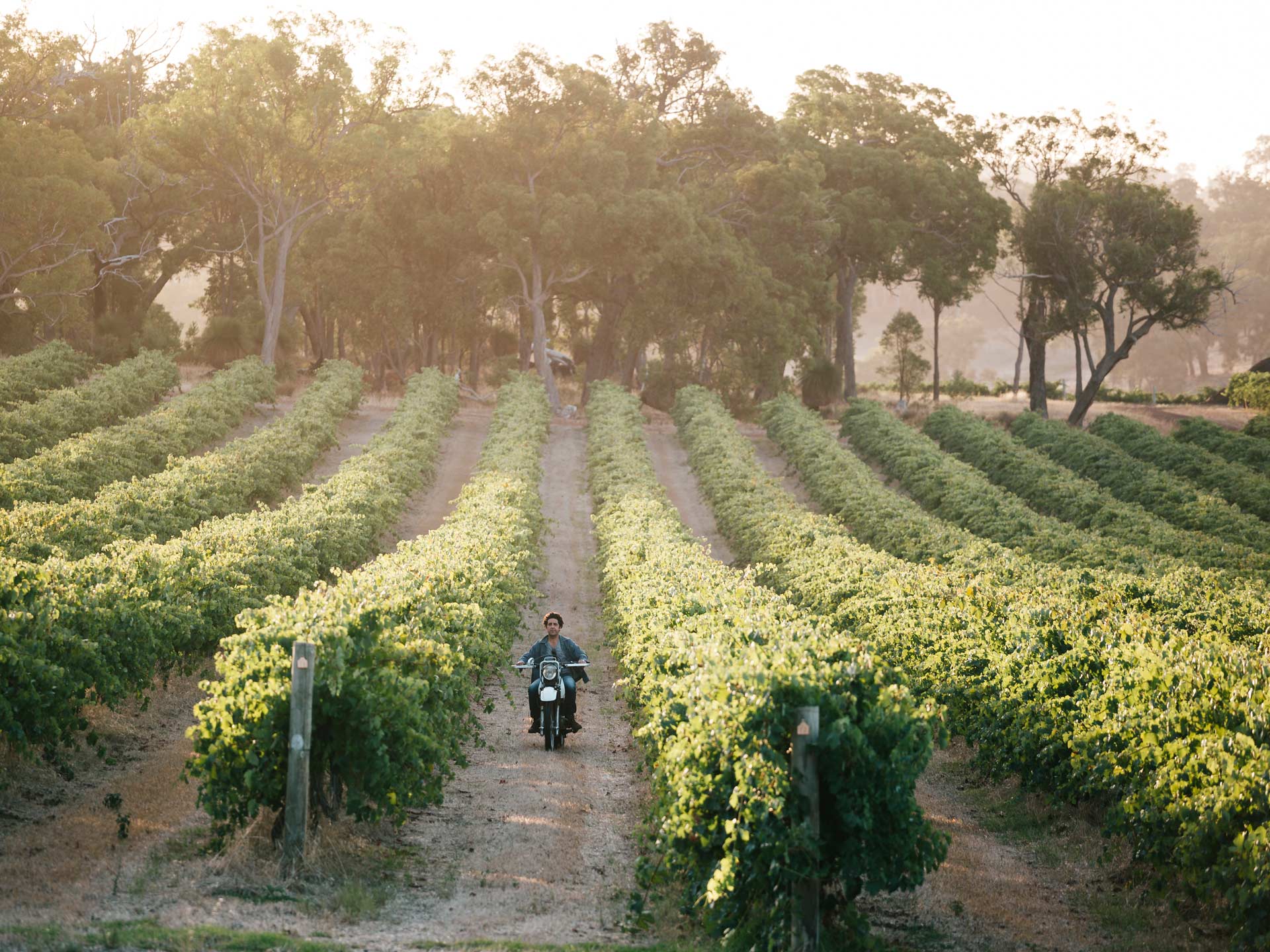 Riversdale Vineyard, Frankland River - Young Gun of Wine