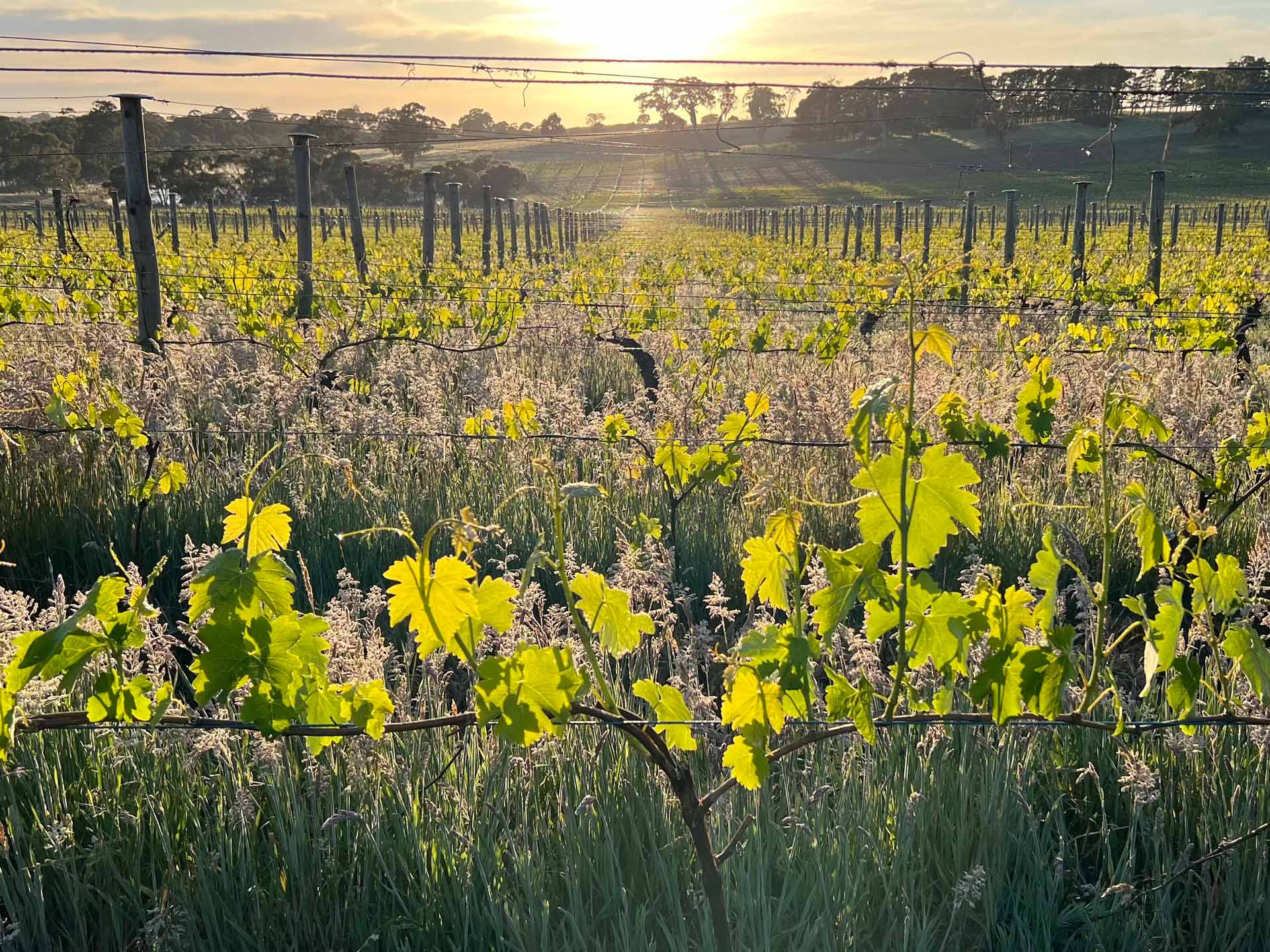 Berrigan – Shining Rock Vineyard, Adelaide Hills - Young Gun of Wine