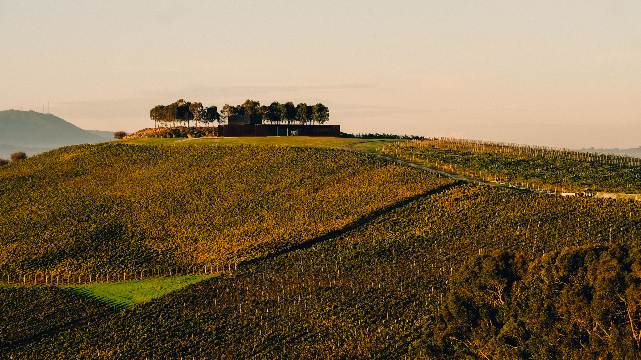 Denton View Hill Vineyard, Yarra Valley - Young Gun of Wine